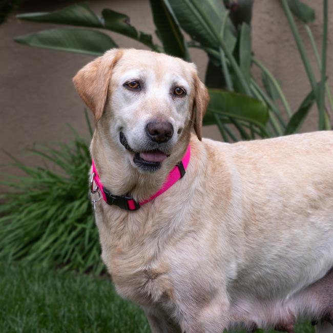 Dogs For Adoption – Labs and More