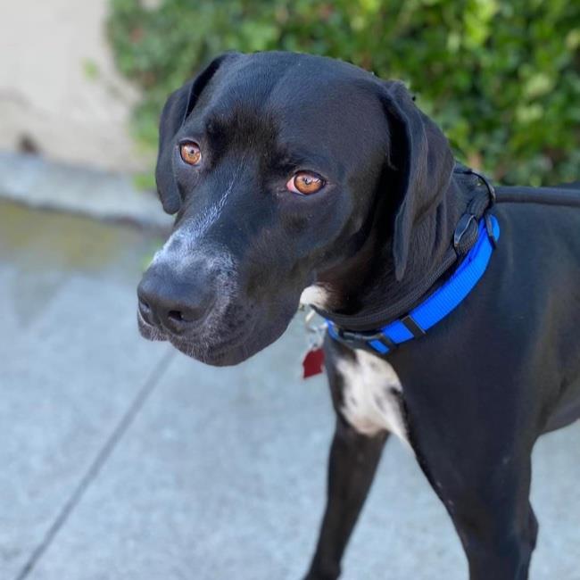 Black Lab Pointer Mix