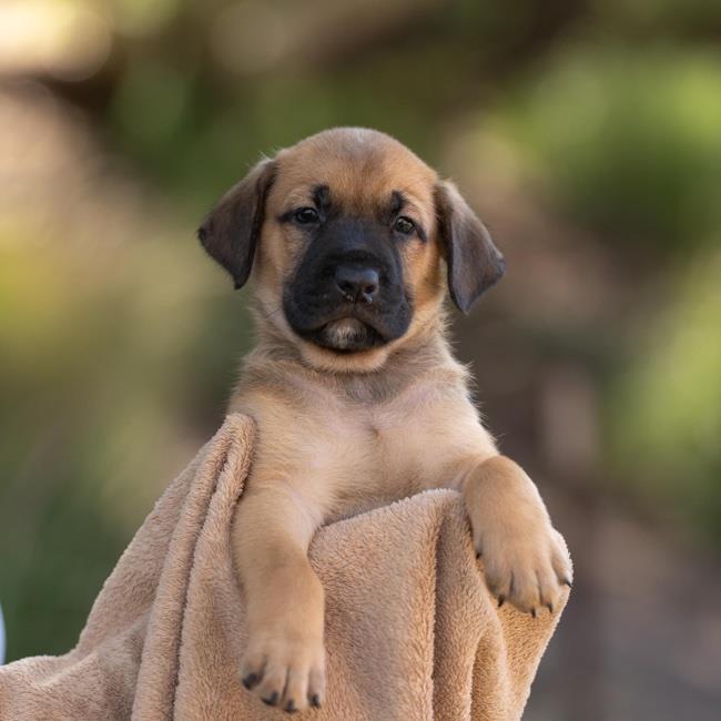 Dogs For Adoption – Labs and More