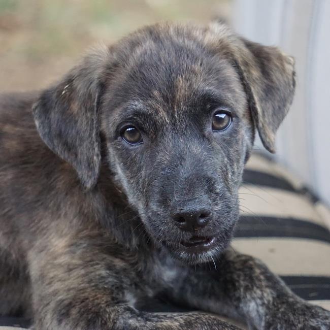 Dutch Shepherd Lab Mix