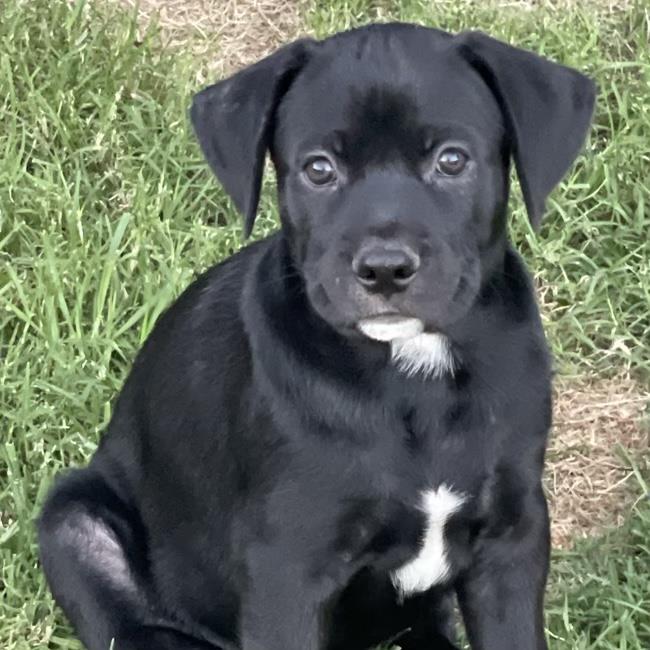 Dogs For Adoption – Labs and More
