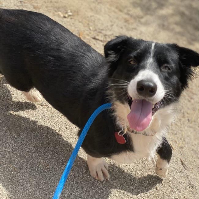 Dogs For Adoption – Labs and More