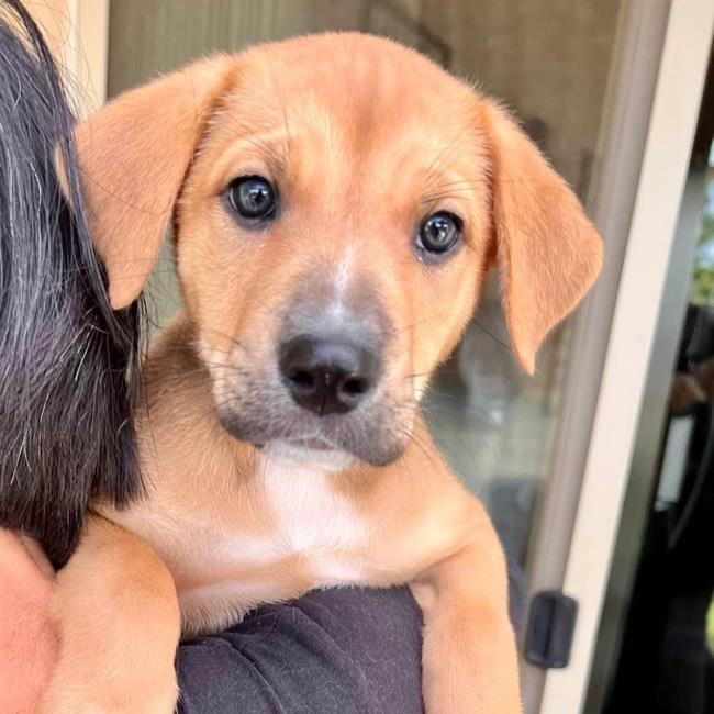 Dogs For Adoption – Labs and More