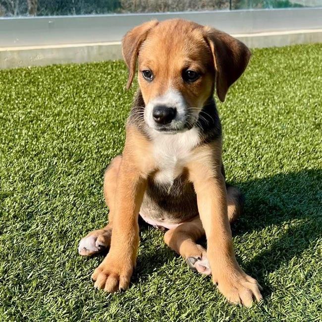 Dogs For Adoption – Labs and More