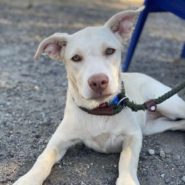 Australian Cattle Dog Lab Mix White