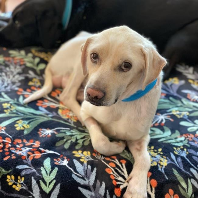 Female Yellow Lab Mix