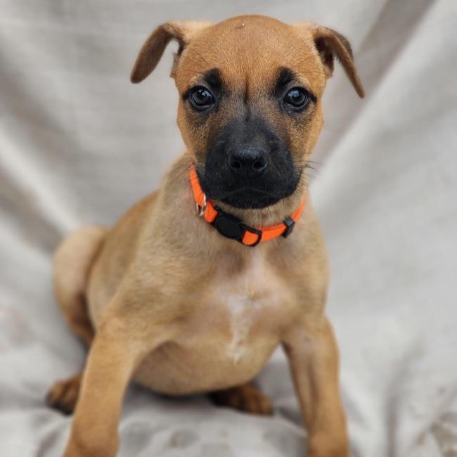 Terrier Shepherd Mix Puppy