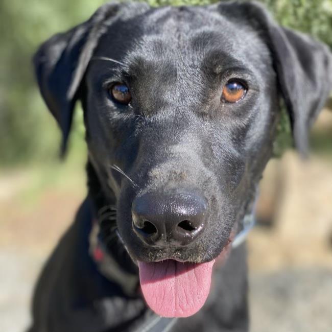 Dogs For Adoption – Labs and More