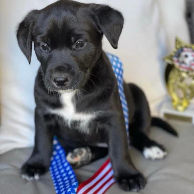 Dogs For Adoption – Labs and More