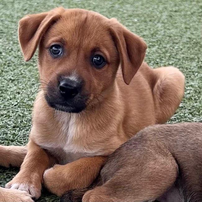 Chocolate Lab Shepherd Mix Puppies