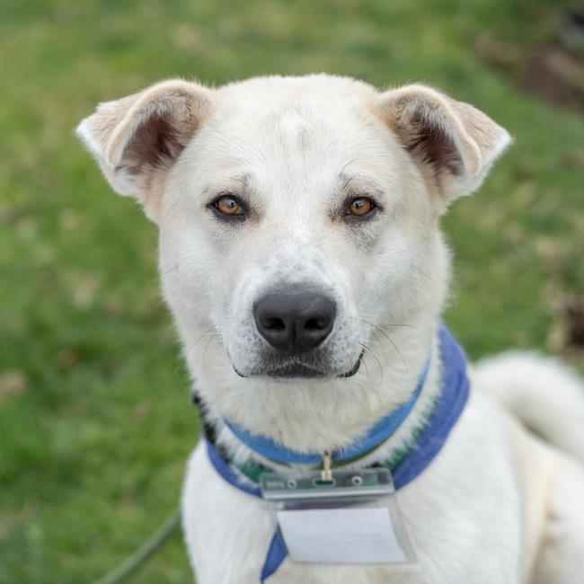 Dogs For Adoption - Labs and More