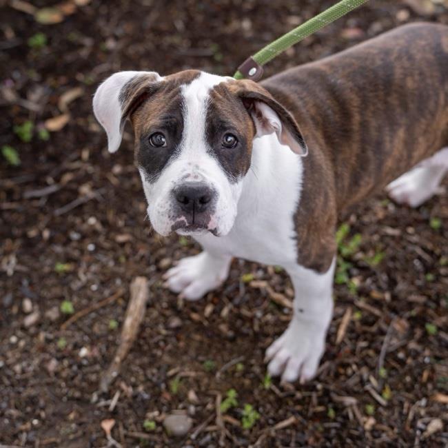 Dogs For Adoption - Labs and More