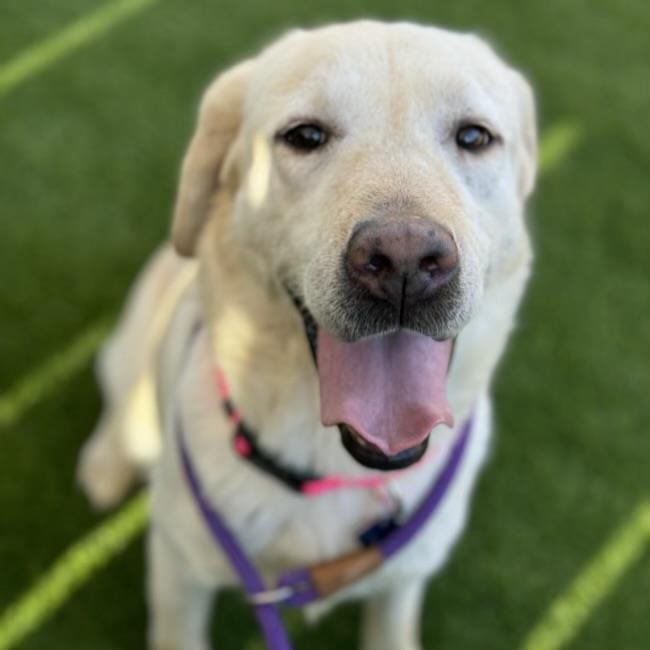 Dogs For Adoption - Labs and More