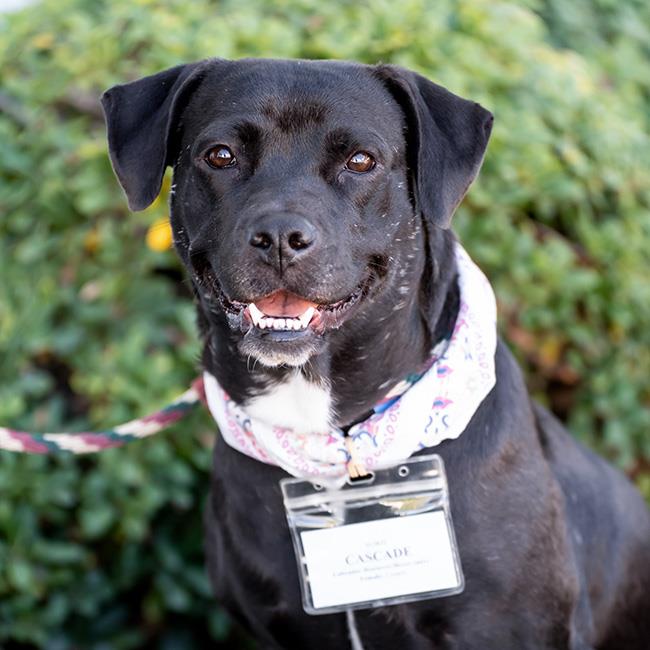 Dogs For Adoption – Labs and More